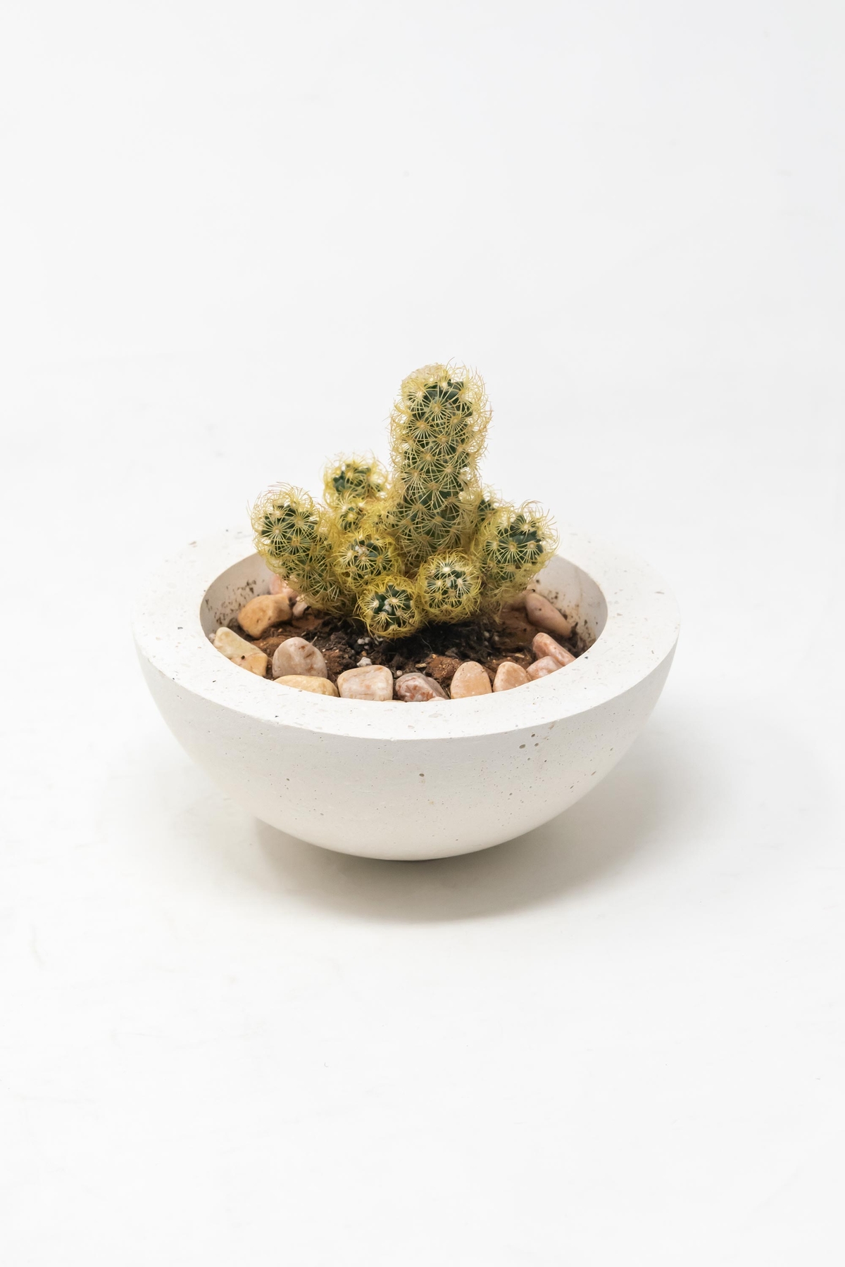 White Cement Round Cactus Plant Pot - Souq Fann